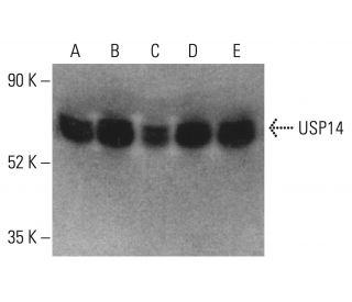USP14 Antibody (F-4) - Western Blotting - Image 401519