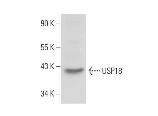 SCBT - Santa Cruz Biotechnology