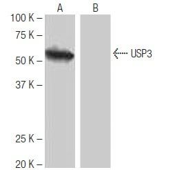 USP3 Antibody (8L8) | SCBT - Santa Cruz Biotechnology