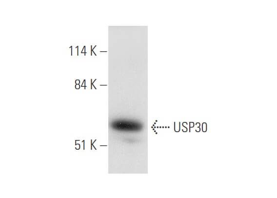 USP30 Antibody (B-6) | SCBT - Santa Cruz Biotechnology