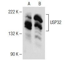USP32抗体 (A-10) | SCBT - Santa Cruz Biotechnology