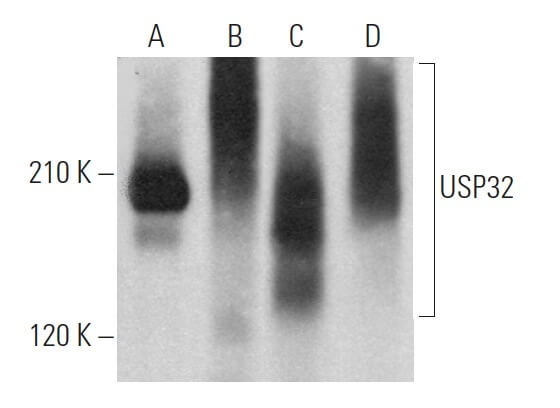 USP32 Antibody (A-10) | SCBT - Santa Cruz Biotechnology