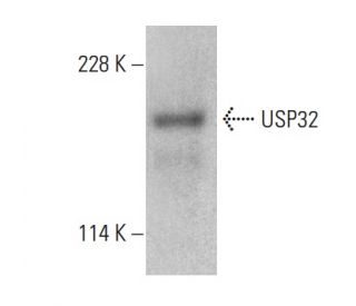 USP32 Antibody (A-10) - Western Blotting - Image 399413