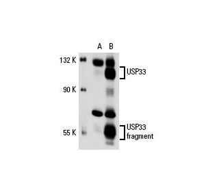 USP33 Antibody (1D7) - Western Blotting - Image 19706