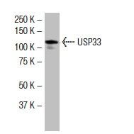 USP33 Antibody (1D7) | SCBT - Santa Cruz Biotechnology
