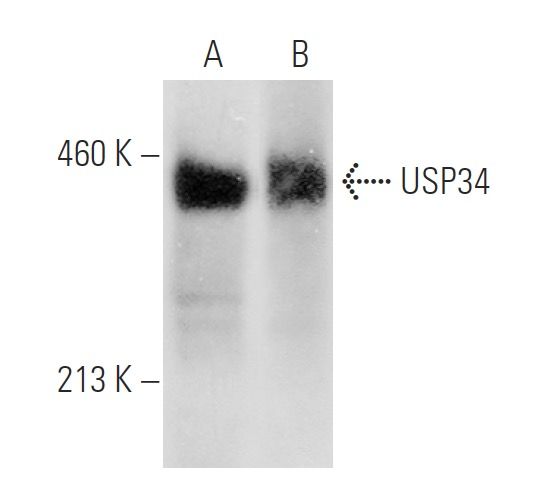 USP34 Antibody (3H9) | SCBT - Santa Cruz Biotechnology