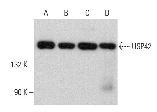 USP42 Antibody (D-4) | SCBT - Santa Cruz Biotechnology