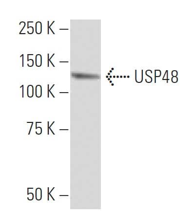 USP48 Antibody (5C2) | SCBT - Santa Cruz Biotechnology