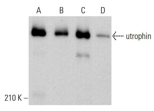 utrophin Antibody (7F3) | SCBT - Santa Cruz Biotechnology