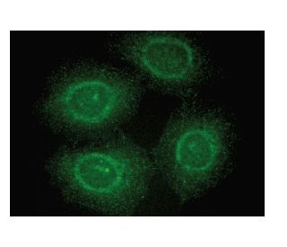 utrophin Antibody (8A4) - Immunofluorescence - Image 150367