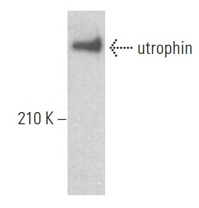 Anti-utrophin Antibody (8A4) | SCBT - Santa Cruz Biotechnology