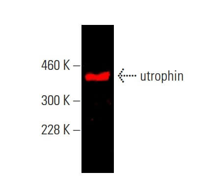 Anti-utrophin Antibody (8A4) | SCBT - Santa Cruz Biotechnology