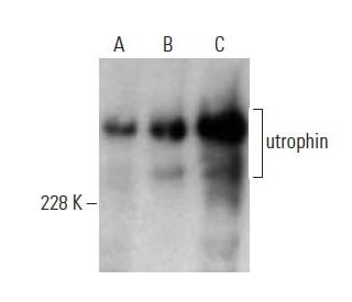 utrophin Antibody (8A4) - Western Blotting - Image 396101