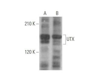 UTX Antibody (E-8) - Western Blotting - Image 352699