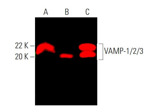 VAMP-1/2/3 Antibody (F-11) | SCBT - Santa Cruz Biotechnology