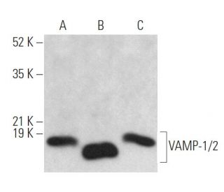 Anti-VAMP-1/2 Antibody (3H3117) | SCBT - Santa Cruz Biotechnology