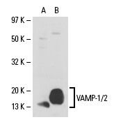 VAMP-1/2 Antibody (4E240) | SCBT - Santa Cruz Biotechnology