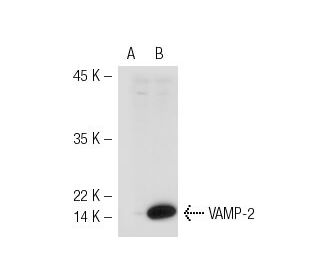 VAMP-1/2 Antibody (4E240) | SCBT - Santa Cruz Biotechnology