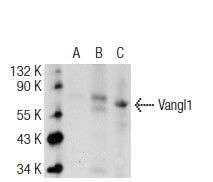 Vangl1 Antibody (E-3) | SCBT - Santa Cruz Biotechnology