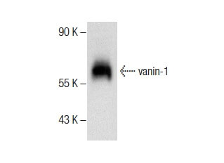Anti-vanin-1 Antibody (407) | SCBT - Santa Cruz Biotechnology