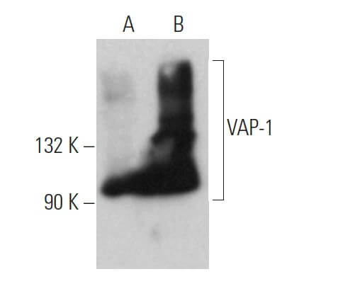Anti-VAP-1 Antibody (D-1) | SCBT - Santa Cruz Biotechnology