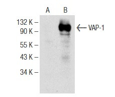 VAP-1 Antibody (E-10) | SCBT - Santa Cruz Biotechnology