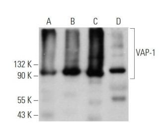 VAP-1 Antibody (E-10) - Western Blotting - Image 373376