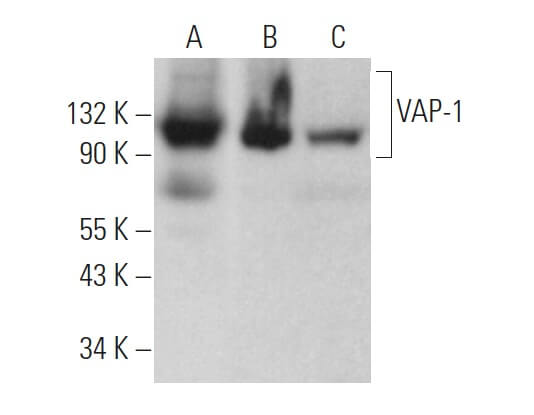 VAP-1 Antibody (E-10) | SCBT - Santa Cruz Biotechnology