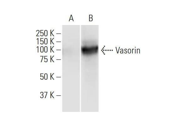 Vasorin Antibody (4G7) | SCBT - Santa Cruz Biotechnology