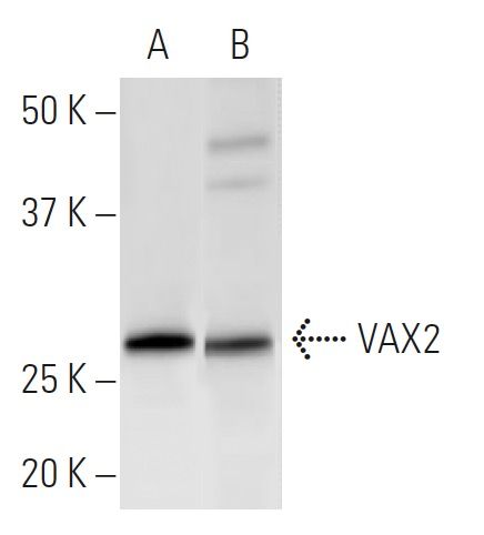 VAX2 Antibody (VAX2A8F12) | SCBT - Santa Cruz Biotechnology