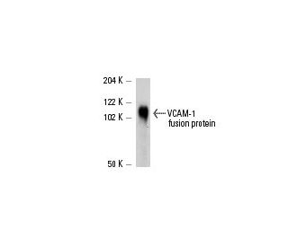 VCAM-1 Antibody (E-10) - Western Blotting - Image 5075
