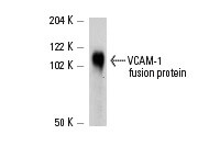 Anti-VCAM-1 Antibody (E-10) | SCBT - Santa Cruz Biotechnology
