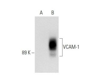 VCAM-1 Antibody (E-10) - Western Blotting - Image 68089