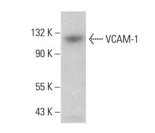 VCAM-1 Antibody (E-10) - Western Blotting - Image 379012