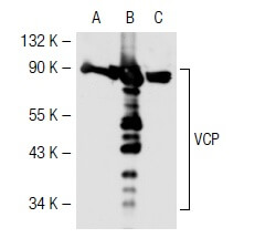 Anti-VCP Antibody (5) | SCBT - Santa Cruz Biotechnology