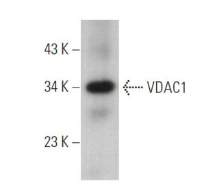 VDAC1 Antibody (B-6) - Western Blotting - Image 360957
