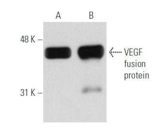 VEGF Antibody (VG-1) - Western Blotting - Image 13596
