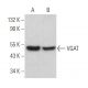 VGAT Antibody (F-2) | SCBT - Santa Cruz Biotechnology