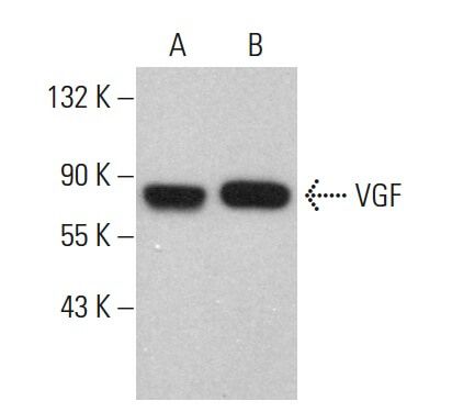 VGF Antibody (B-6) | SCBT - Santa Cruz Biotechnology