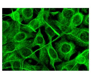 VHL Antibody (G-3) - Immunofluorescence - Image 323514