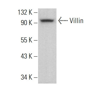 Villin Antibody (1D2C3) | SCBT - Santa Cruz Biotechnology