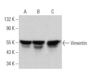 Vimentin Antibody (E-5) - Western Blotting - Image 369306