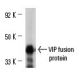VIP Antibody (H-6) | SCBT - Santa Cruz Biotechnology