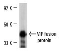Anti-VIP Antibody (H-6) | SCBT - Santa Cruz Biotechnology