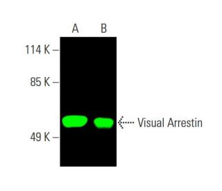 Visual Arrestin Antibody (E-3) - Western Blotting - Image 387269