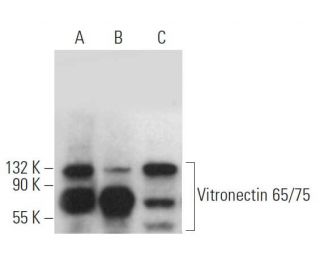 Vitronectin 65/75 Antibody (D-8) - Western Blotting - Image 362082