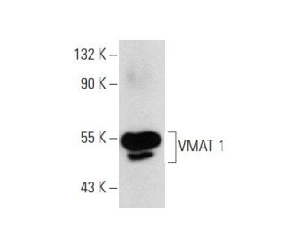 Anti-VMAT 1 Antibody (G-12) | SCBT - Santa Cruz Biotechnology