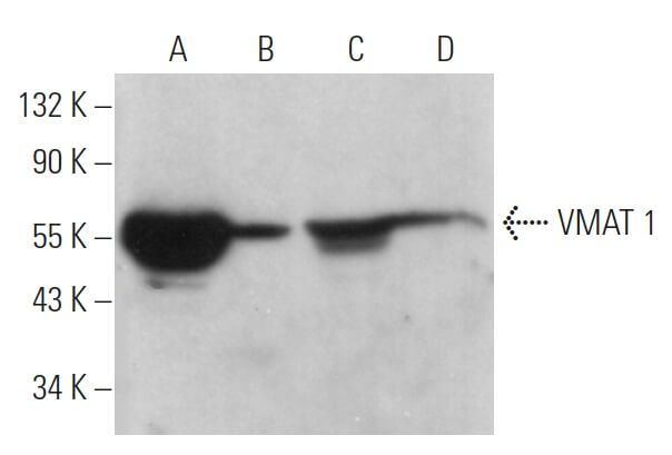 VMAT 1 Antibody (G-12) | SCBT - Santa Cruz Biotechnology