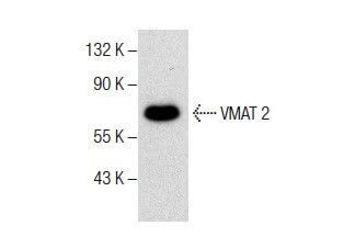 VMAT 2 Antibody (D-4) | SCBT - Santa Cruz Biotechnology