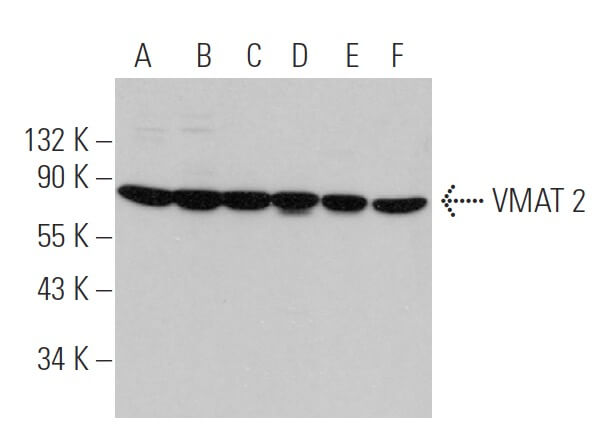 Anti-VMAT 2 Antibody (H-12) | SCBT - Santa Cruz Biotechnology